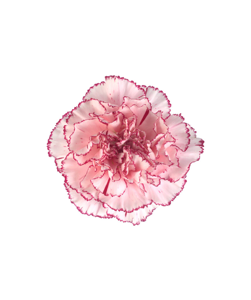 Carnations – Page 3 – Cactus